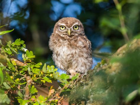 Epithets Of Athena The Powerful Bright Eyed Greek Goddess