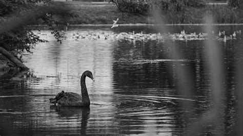 Black Swan Lake Images Free Download On Freepik