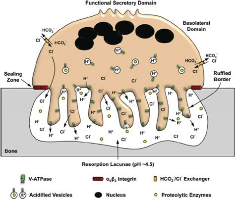Diagram Showing Evolution Of Osteoblasts And Osteoclast