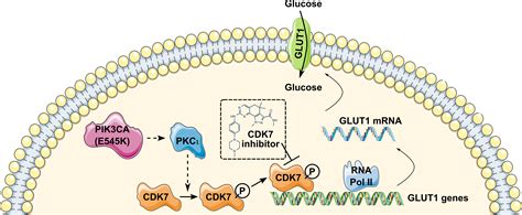 A High Throughput Screen Identifies That CDK7 Activates Glucose Consumption In Lung Cancer Cells