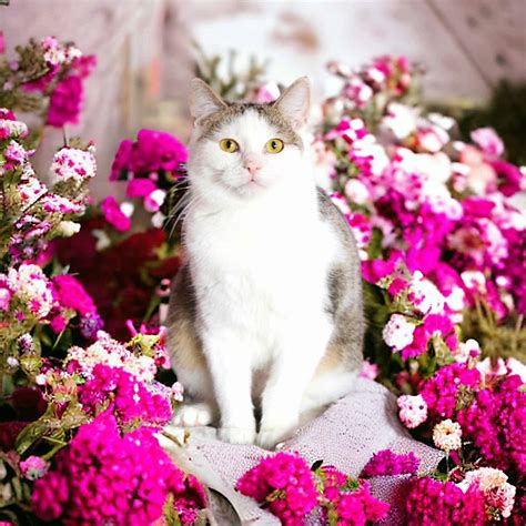 Astria Destinypet Cz