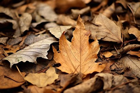 땅에 떨어진 나뭇잎 사진 가을 계절 나무 배경 일러스트 및 사진 무료 다운로드 Pngtree