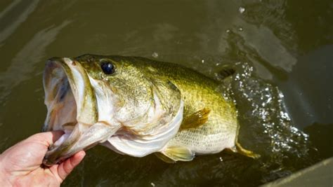 Largemouth Bass Everything You Need To Know
