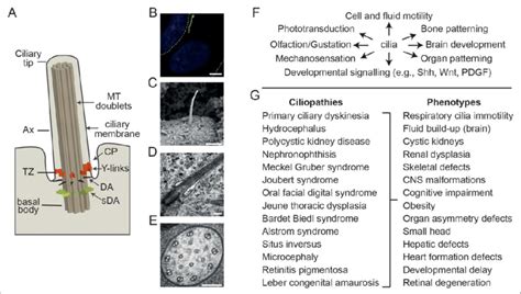 Overview Of Cilium Structure Function And Disease Associations A Download Scientific
