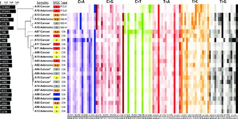 Heatmap Of The Mutational Spectra Analysis And Hierarchical Clustering