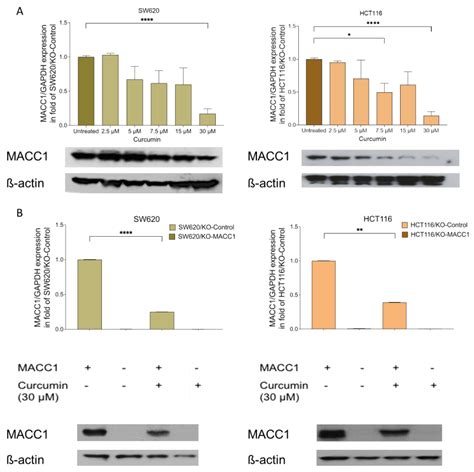 Macc1 Dependent Antitumor Effect Of Curcumin In Colorectal Cancer