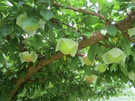 すもも畑を見に行く