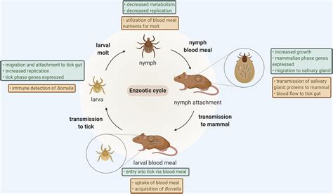 Interactions Between Borrelia Burgdorferi And Its Hosts Across The
