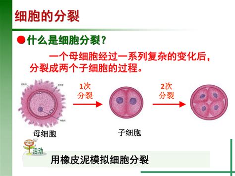 2 3 生物体的结构层次（1）细胞的分裂、生长和分化（课件 18张ppt） 21世纪教育网