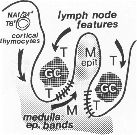 Unique Microenvironments Of Mg Thymus The Thymic Cortex Download