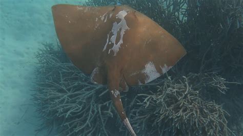 Man Stung By Stingray On Popular Qld Beach Nt News
