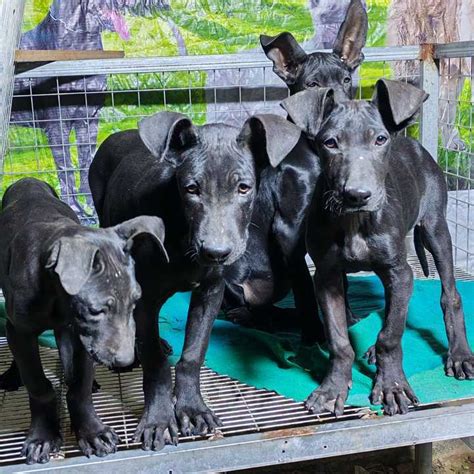 有哪性价比高的狗粮可以推荐呢？ 知乎