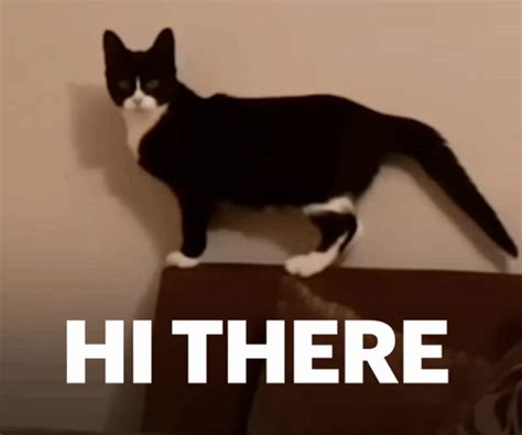 Hi Hi There  Hi Hi There Cat Wave Discover And Share S