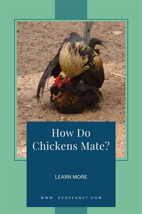How Do Chickens Mate Do You Need A Rooster Artofit