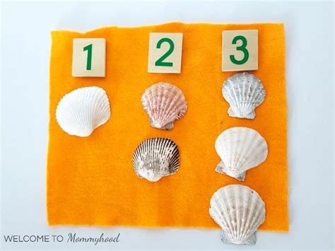 Counting Shells Shells Sugar Cookie Counting