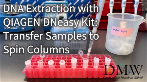 DNA Extraction With QIAGEN DNeasy Kit Transfer Samples To Spin Columns
