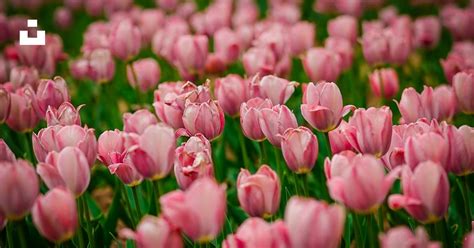 녹색 줄기가있는 분홍색 튤립 밭 사진 Unsplash의 무료 꽃 이미지