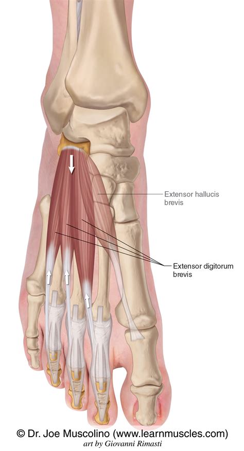 Extensor Digitorum Brevis Learn Muscles