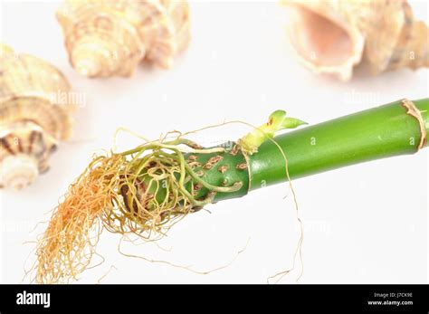 Leaf Flora Shell Root Bamboo Stalk Stem Lawn Green Nature Leaf