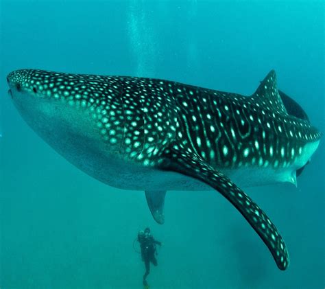 Whale Shark Wallpapers Wallpaper Cave