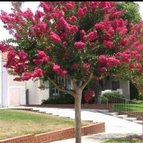Crespon Lagerstroemia Vivero Greenbell