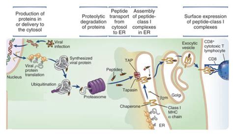 Week 1 Lecture 5 Flashcards Quizlet