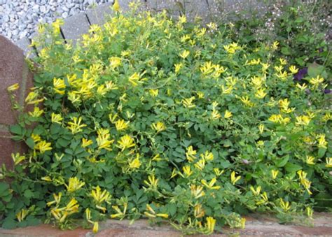 Corydalis Lutea Yellow Corydalis Growing Guide