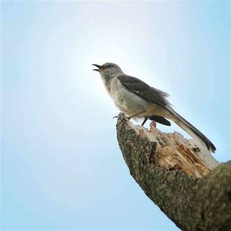 Mockingbird Feather Meaning Read This When You Found One