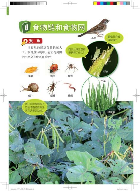 16 食物链和食物网教科版2019年审定五年级科学下册课本教科版小学课本