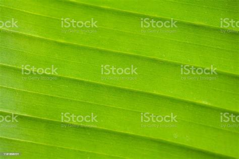 자연 녹색 잎 배경입니다 바나나 잎의 추상적인 질감 디테일 0명에 대한 스톡 사진 및 기타 이미지 0명 개념 개념과 주제 Istock