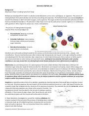 Biofuel Enzyme Lab Babe Manual Docx Pdf BIOFUELS ENZYME LAB Background Mushroom Power