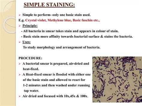 A Presentaion On Bacterial Staining Ppt