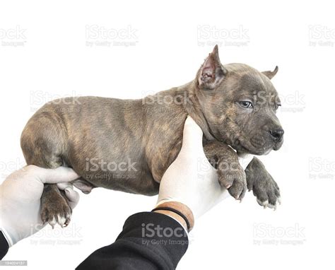 Blue Nose American Bully