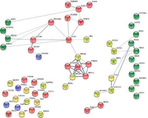 First Level Interacting Network Analysis Obtained With String The Download Scientific Diagram