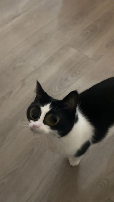 Show Me Your Cats With Snapchat Filters Rcats