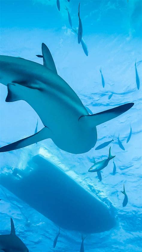 Shark Wallpapers 31 Images Wallpapercat