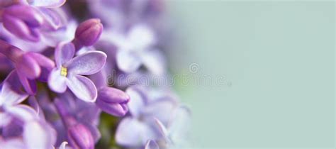 Fondo O Banner Con Flores De Lila Y Espacio Para Copiar Foto De Archivo