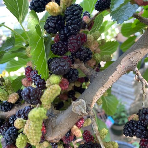Gerardi Dwarf Mulberry Tree Etsy