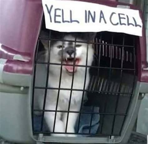 Cursedcatpictures Lmao This Is My Cat Porn Photo Pics