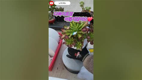 다육이포장 어렵지 아나요~~♡ 노아다육😃 노아다육 다육이포장 식물포장 열심히하겠습니다 다육이는사랑 Succulent Plants Youtube