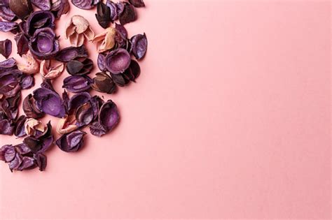 파스텔 핑크 배경에 보라색과 분홍색 건조 꽃 가지 잎과 꽃잎으로 만든 프레임 다채로운 배경 이미지 맨 위 보기입니다 플랫 레이 공간을 복사합니다 예술 개념 색상 트렌드