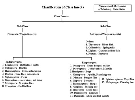Taxonomy Chart 101 Definition Classifications And Examples Edrawmax