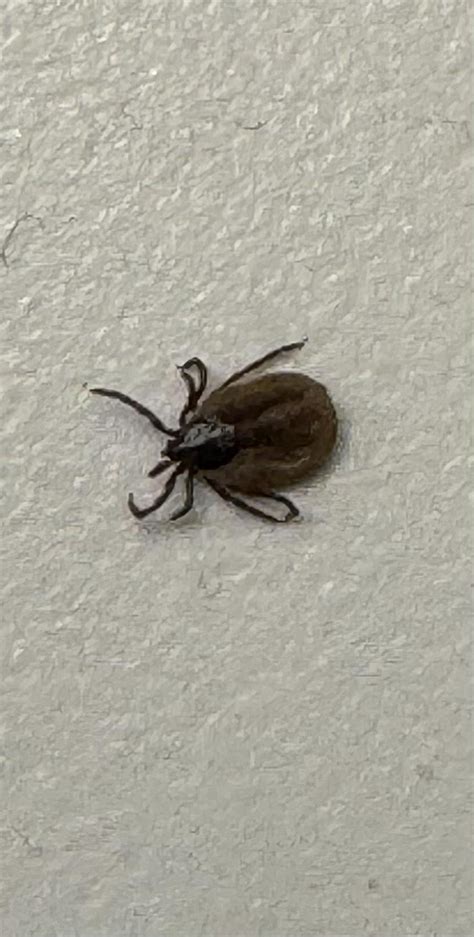 Tick Identification Help Rticks