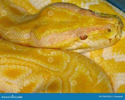 Burmese Python Python Bivittatus Stock Photo Image Of Plant