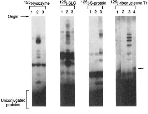 Figure 3 From A Ubiquitin Protein Ligase Specific For Type Iii Protein Substrates Semantic
