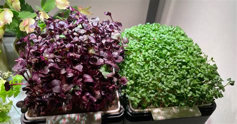 micro greens seed tray by segfault download free stl model
