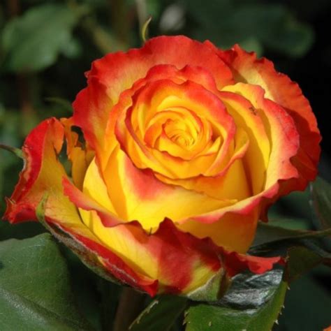 Tequila Sunrise Rose At Anna Moore Blog