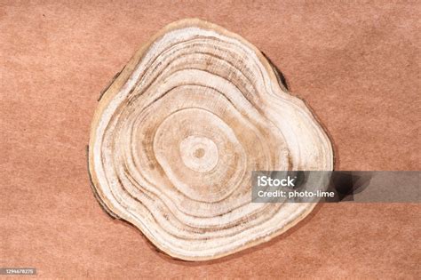 천연 유기농 친환경 받침대 공예 에코 종이 표면에 나무 단면 절단 화장품 에 대한 수상 쇼케이스 제품 광고 모형 0명에 대한 스톡 사진 및 기타 이미지 Istock