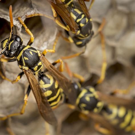 Wasps Meaning