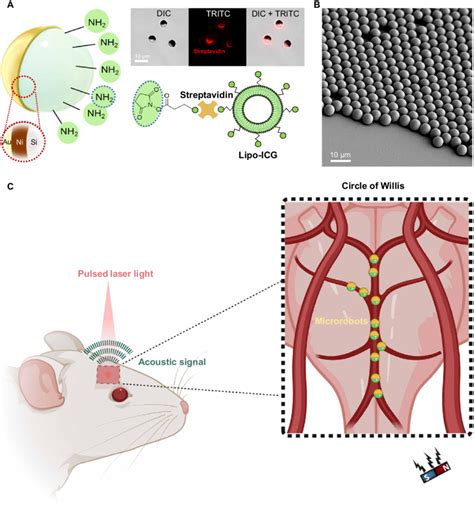 Microrobot Design And Experimental Procedure Of Optoacoustic Tracking